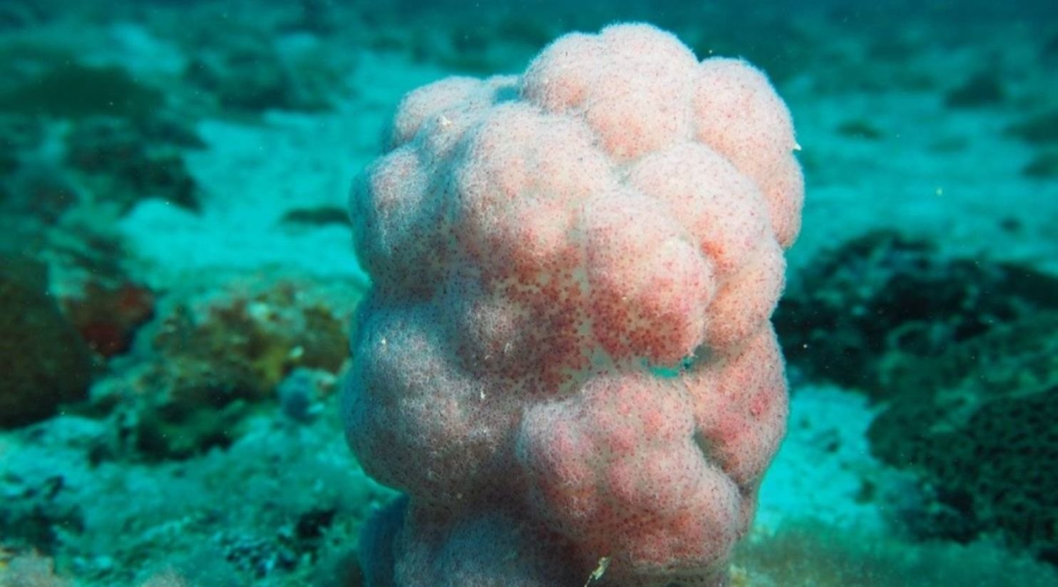 Qatar advances coral reef protection and restoration project: MOECC ...