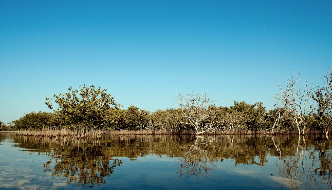 Photo Gallery: Colors of nature in Qatar | Qatar Living