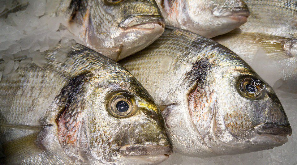 Umm Salal fish market to open on April 1, CMC calls for unified prices ...
