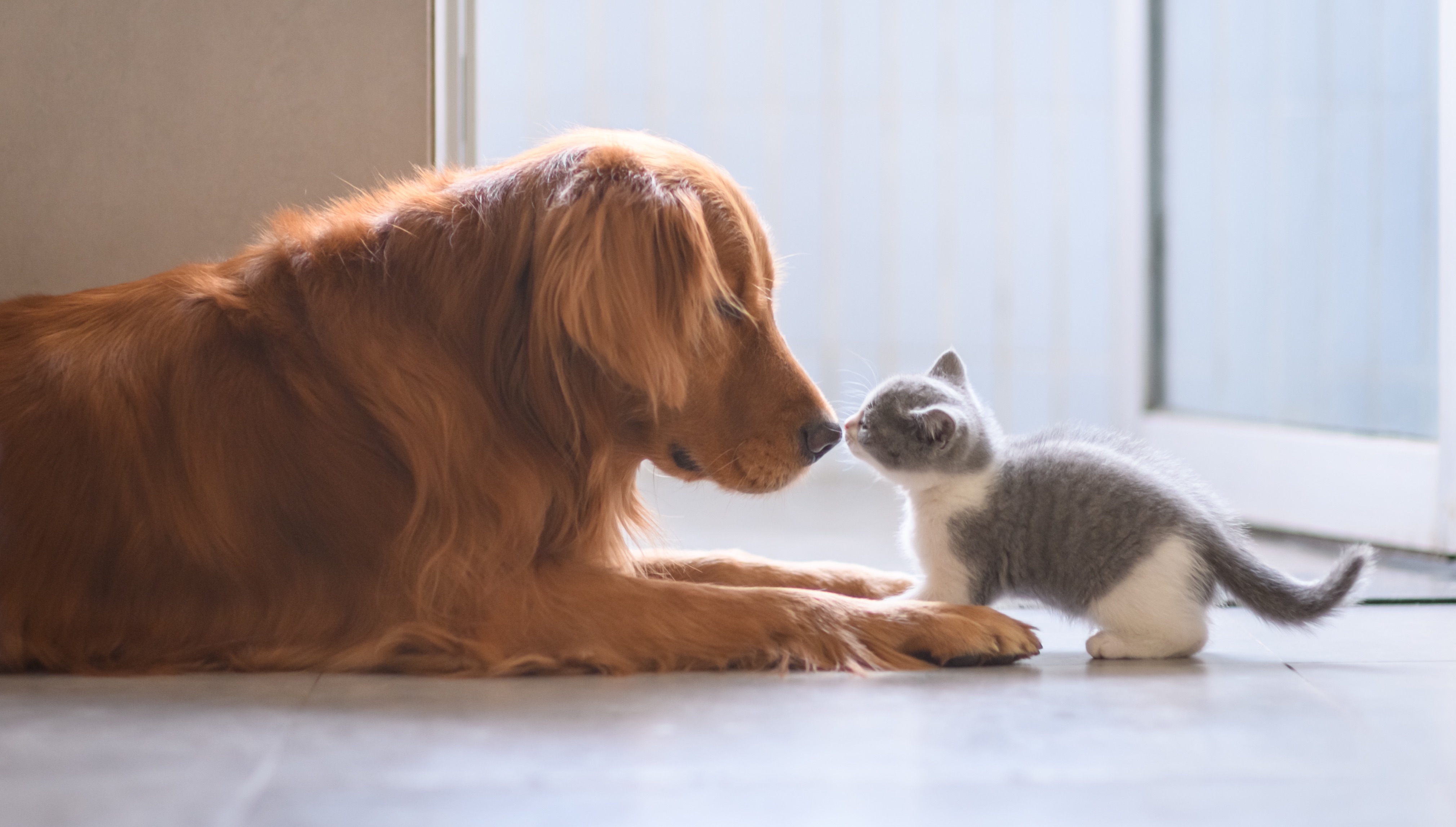 How to bring your pet to Qatar | Qatar Living