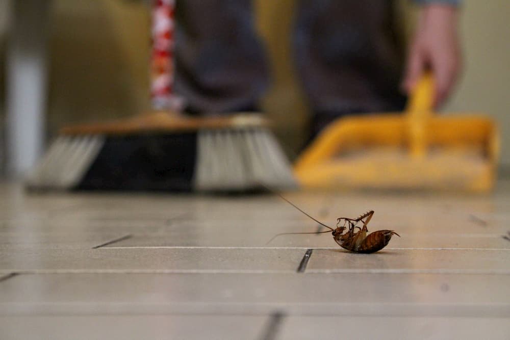 WATCH: How to get rid of roaches in Qatar this summer | Qatar Living