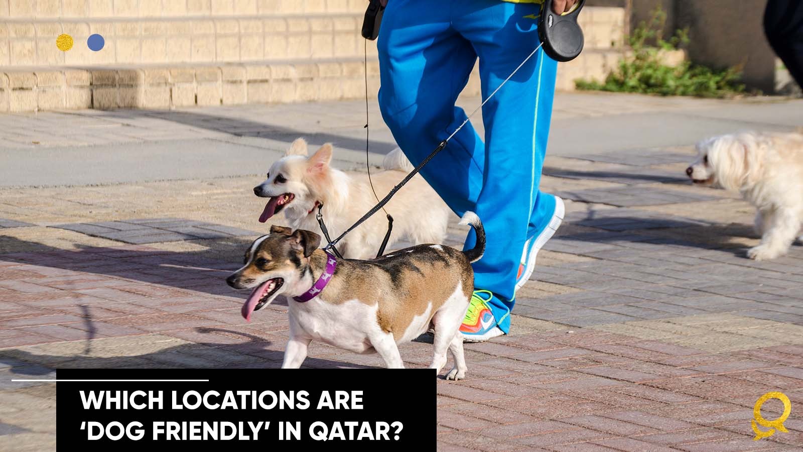 Which locations are ‘dog friendly’ in Qatar? | Qatar Living