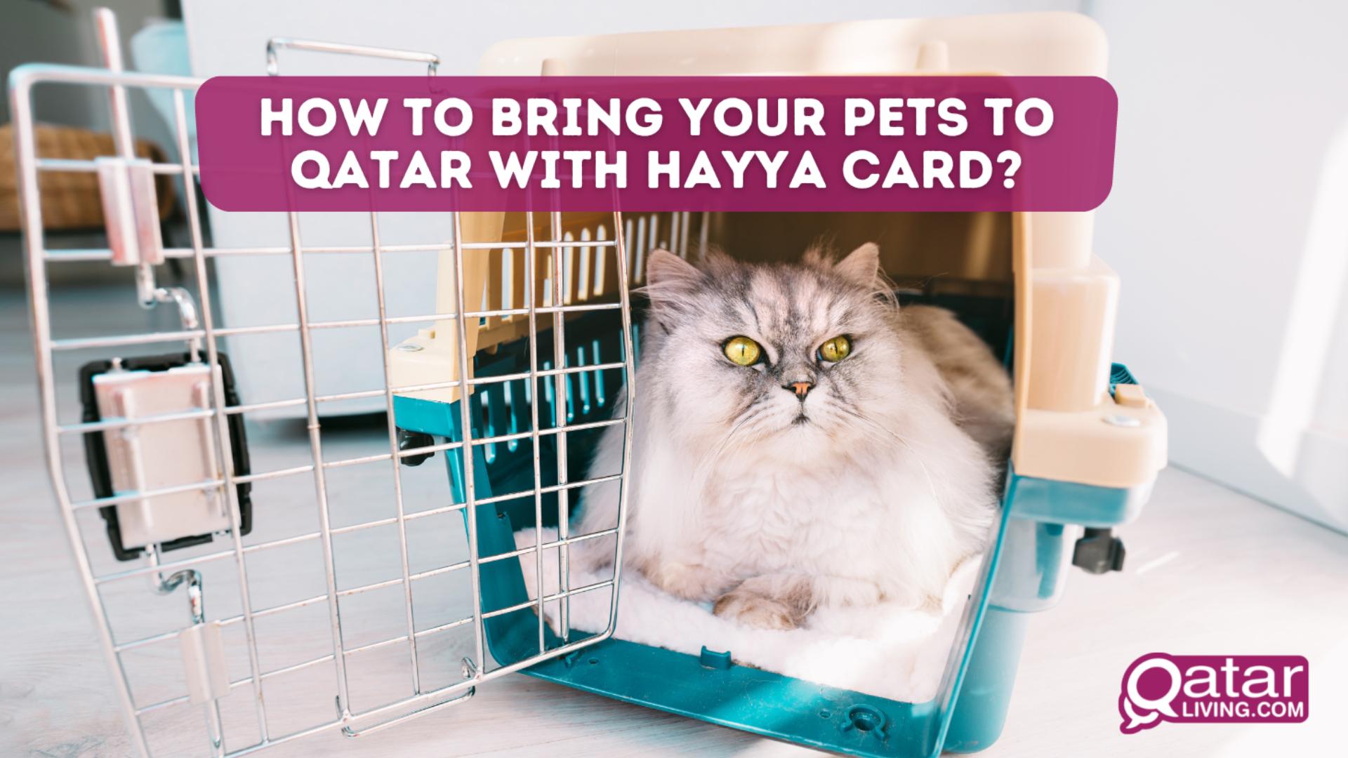 How to bring your pets to Qatar with Hayya Card? | Qatar Living