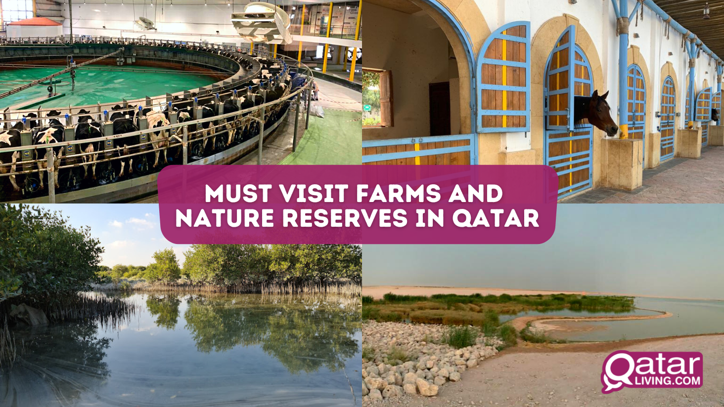 Must visit farms and nature reserves in Qatar | Qatar Living