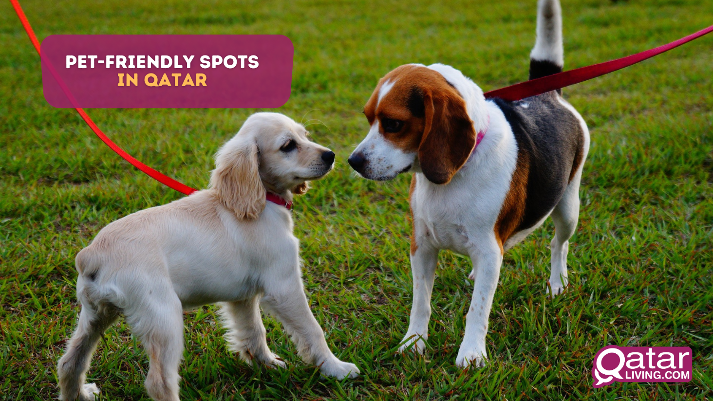 Pet-friendly spots in Qatar | Qatar Living