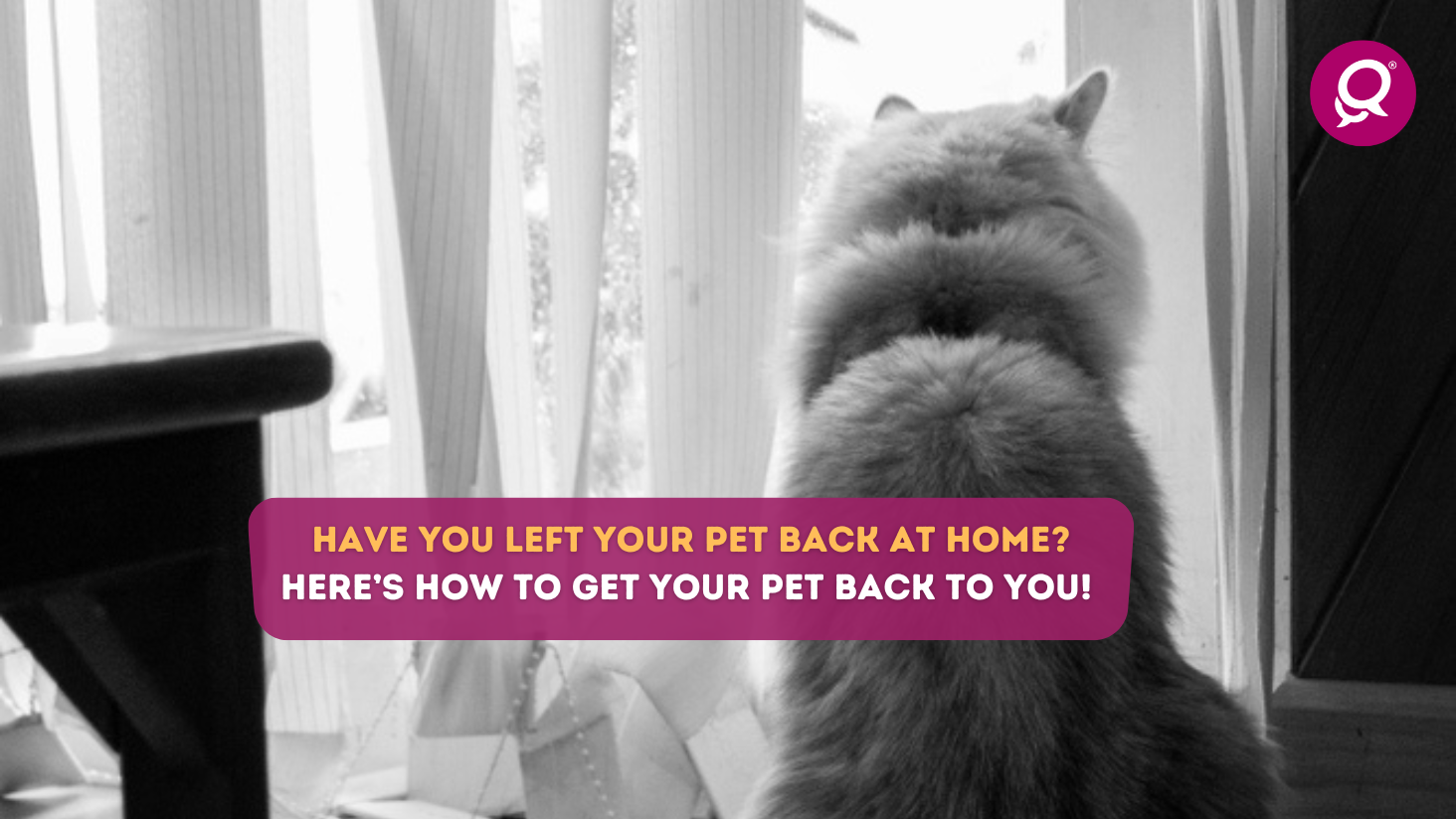 Have you left your pet back at home? Here’s how to get your pet back to ...