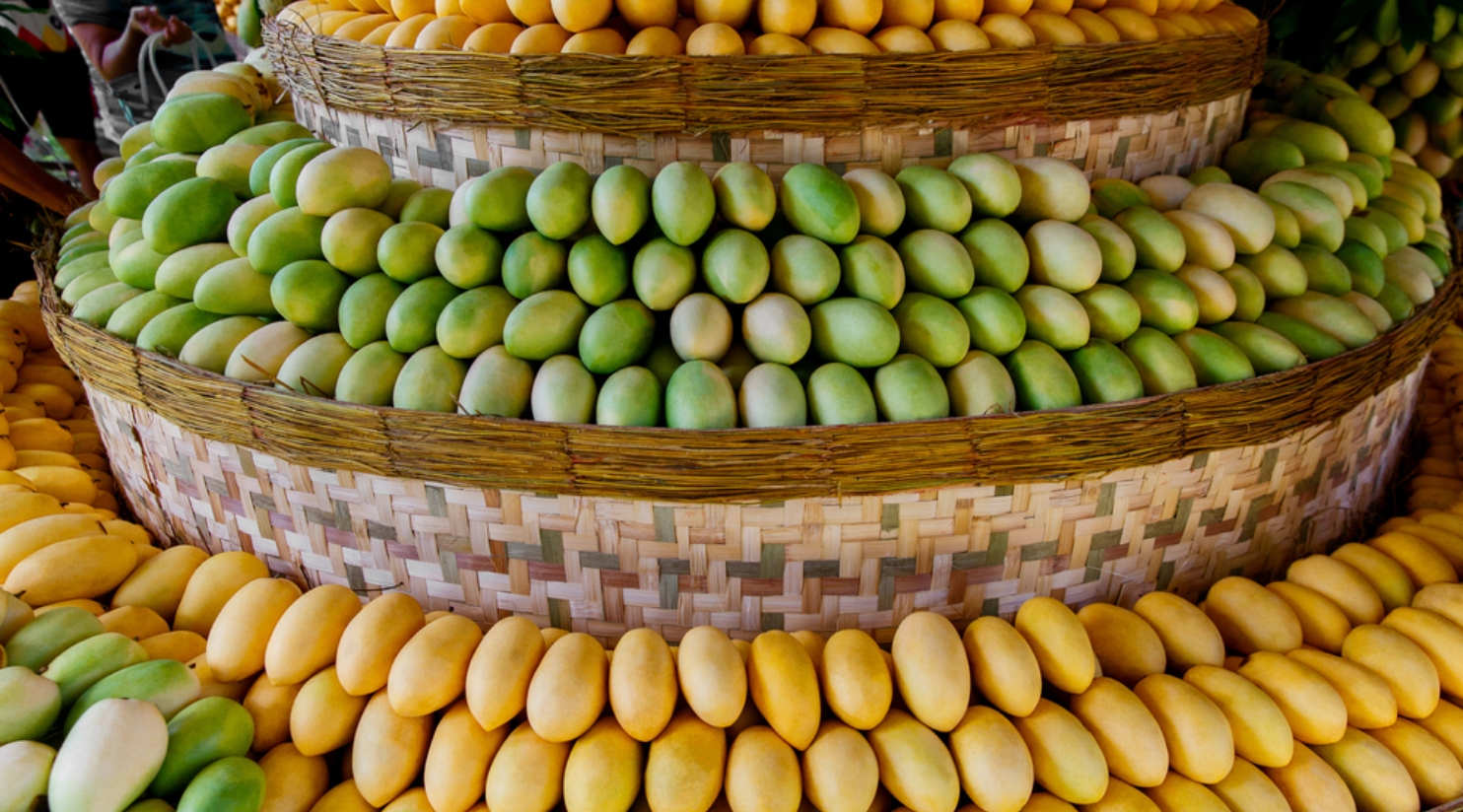 Pakistani Mango Festival sells over 92,000 kilos in four days | Qatar ...