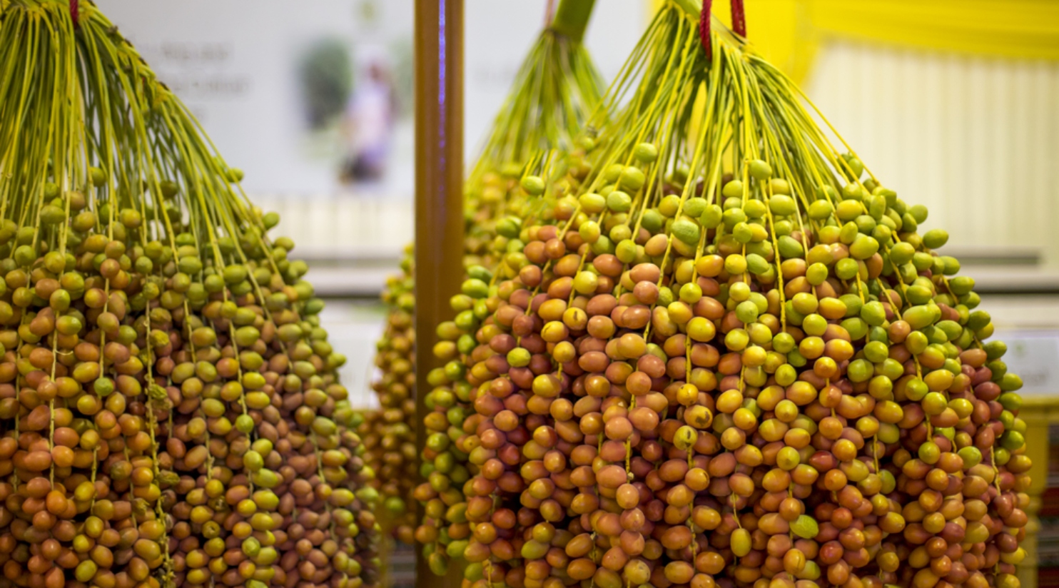 Local Dates Festival achieves 240 tones of date sales | Qatar Living