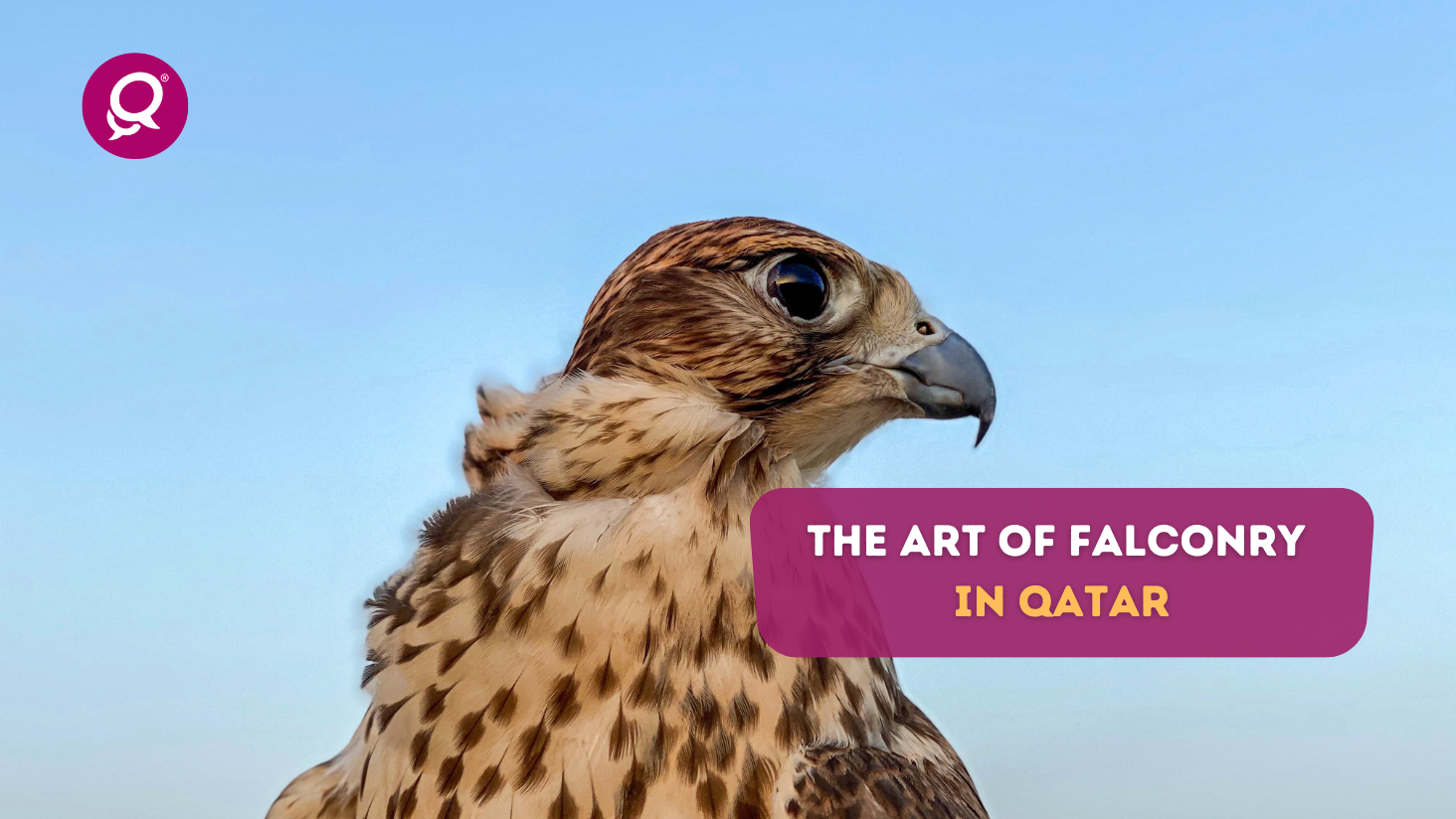 The Art of Falconry in Qatar | Qatar Living