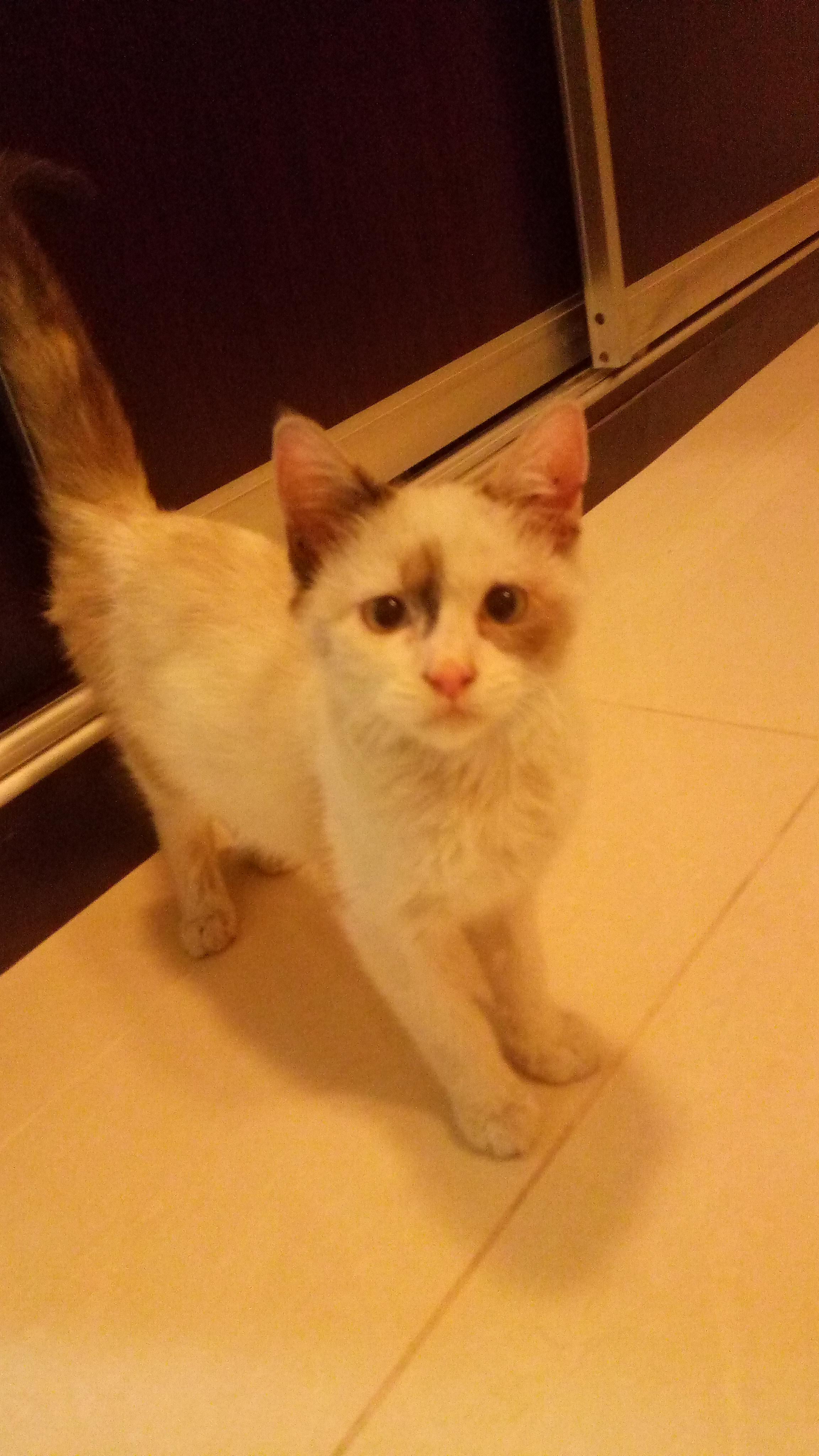Female cat for adoption | Qatar Living