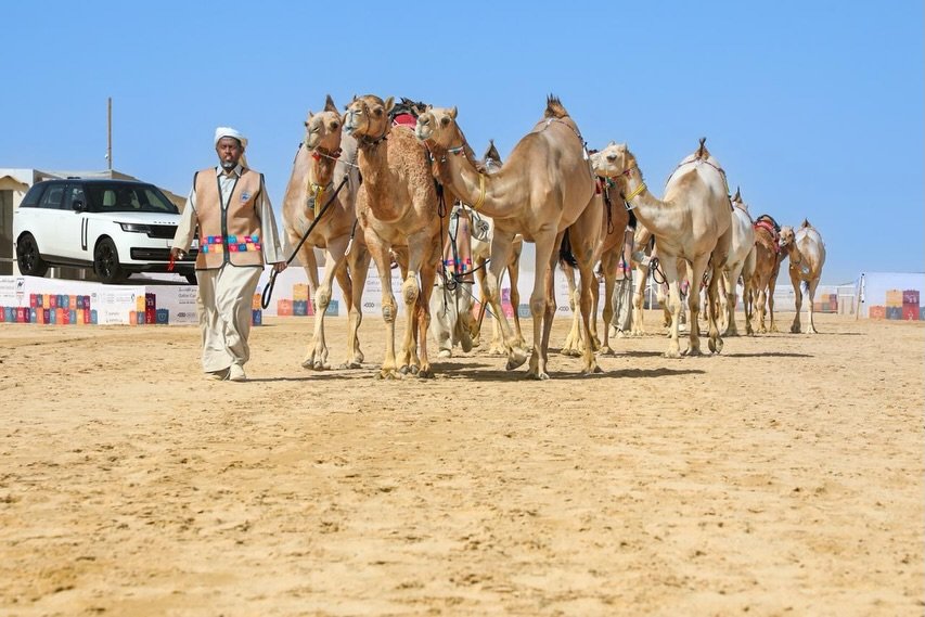Qatar Camel Festival | Qatar Living